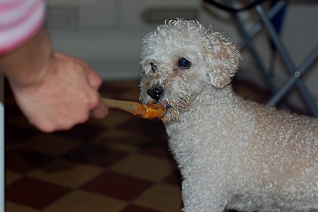 Healthy Leftovers Your Dog Will Love - PetHelpful