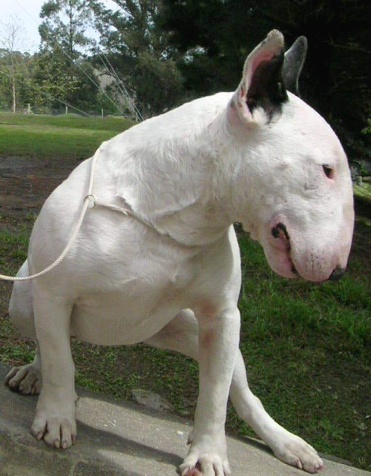 The Top 10 "Ugliest" Dog Breeds in the World