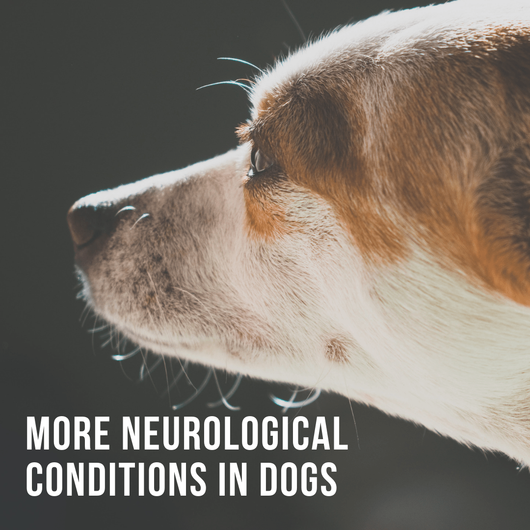 Sign And Symptoms Of Motor Neuron Disorder In Dogs - Infoupdate.org
