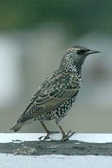 Starlings in the US: The Good, the Bad, the Bold, and the Beautiful ...