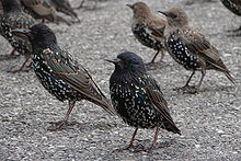 Starlings in the US: The Good, the Bad, the Bold, and the Beautiful ...
