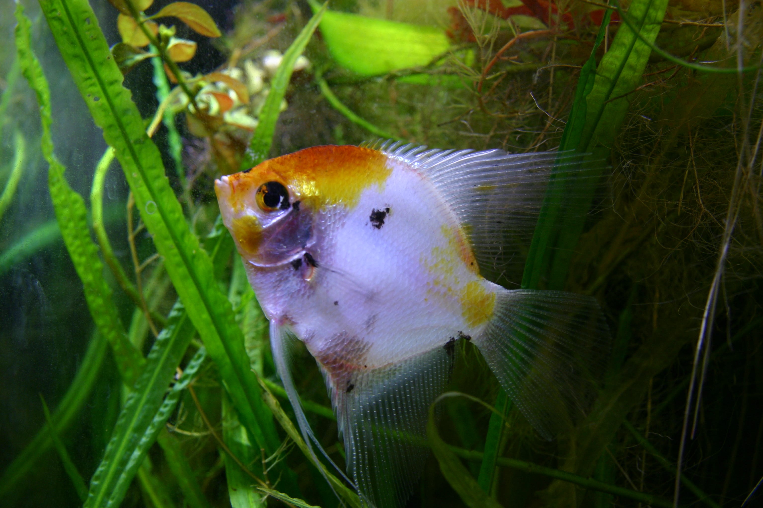 Freshwater Yellow Angelfish