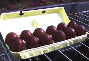 Top 12 Utterly Bizarre Chicken Breeds - PetHelpful