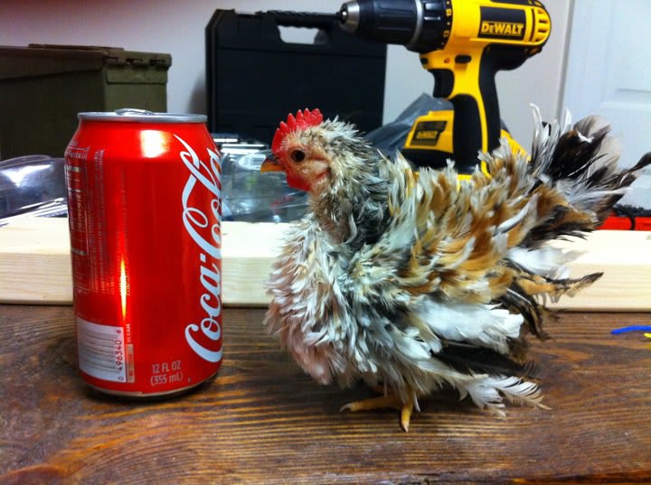 Top 12 Utterly Bizarre Chicken Breeds - PetHelpful