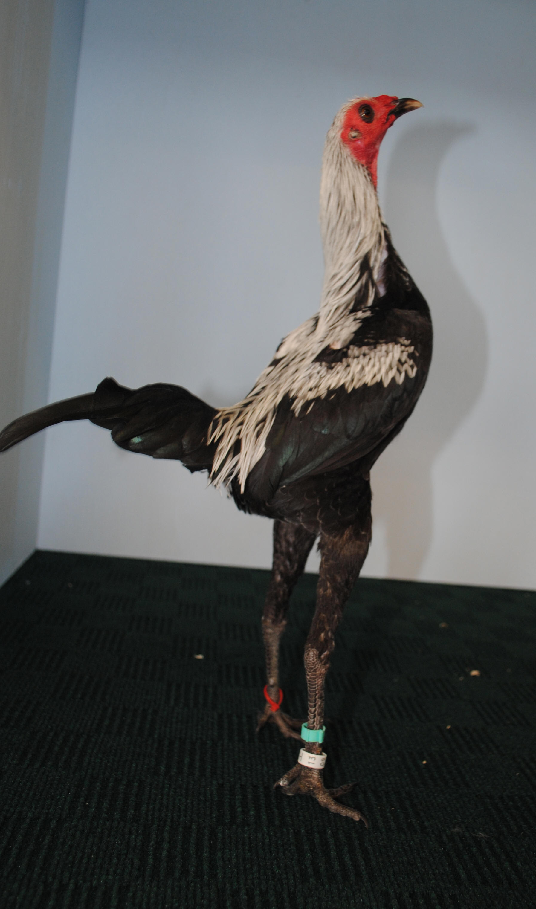 Top 12 Utterly Bizarre Chicken Breeds - PetHelpful