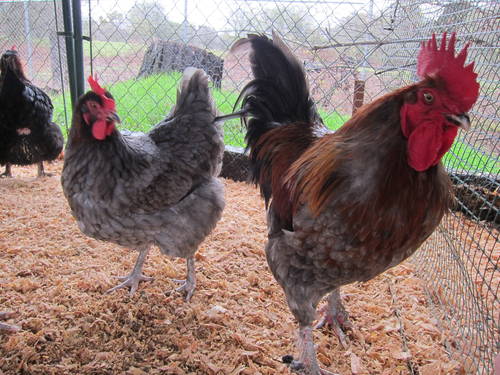 Top 12 Utterly Bizarre Chicken Breeds - PetHelpful