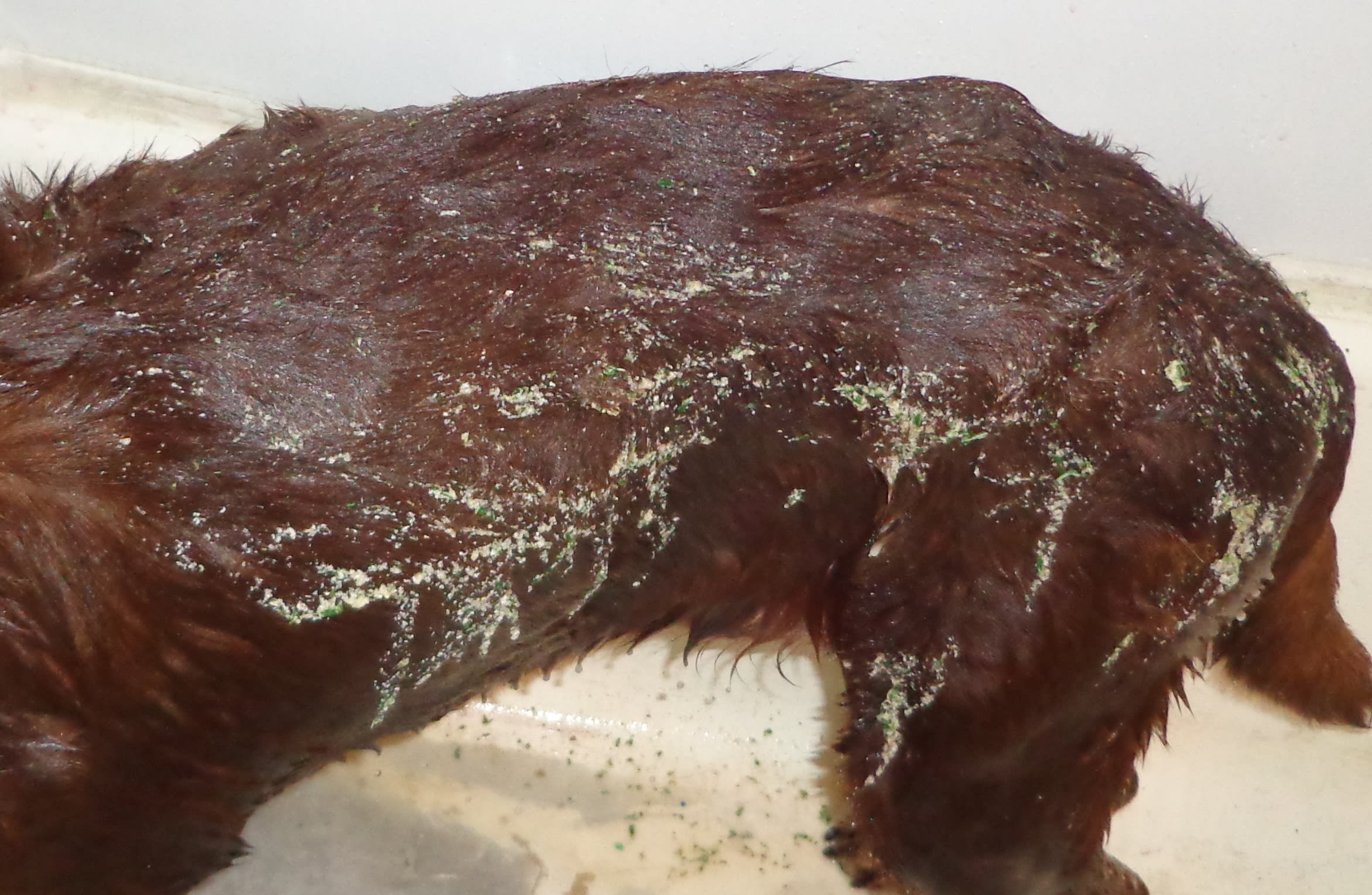 All-Natural Homemade Dog Shampoo Recipe