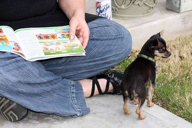 How to Train a Guard Dog for Personal Protection (5 Tips)