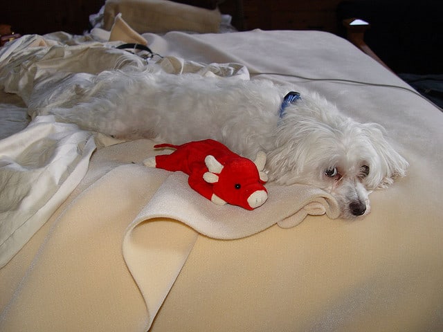 How to Naturally Remove Tear Stains From Your Dog's Fur - PetHelpful