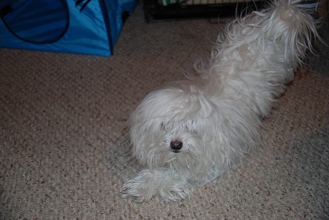 40+ Macho Dog Names for Male Chihuahuas, Maltese, and Other Tiny Dogs ...