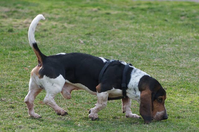 Long Short Fat Dogs Obese Cheshire Dog Gets New Home And Sheds Five