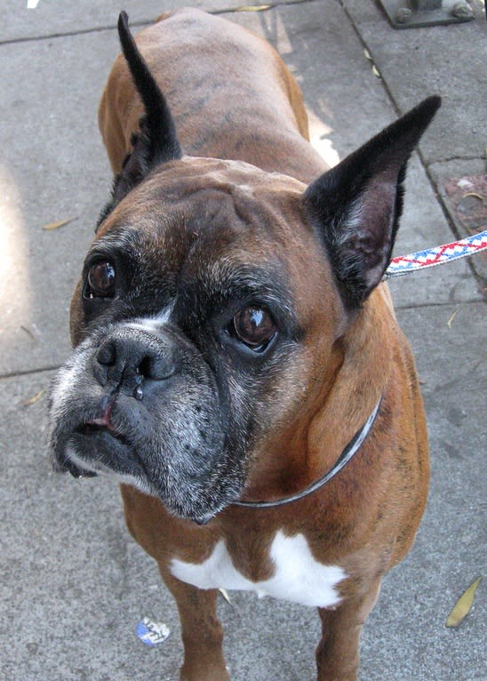 7 Best Methods to Cheer Up a Sad or Depressed Dog - PetHelpful