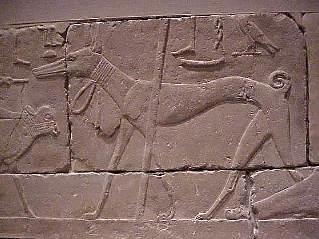 Egyptian dog names store