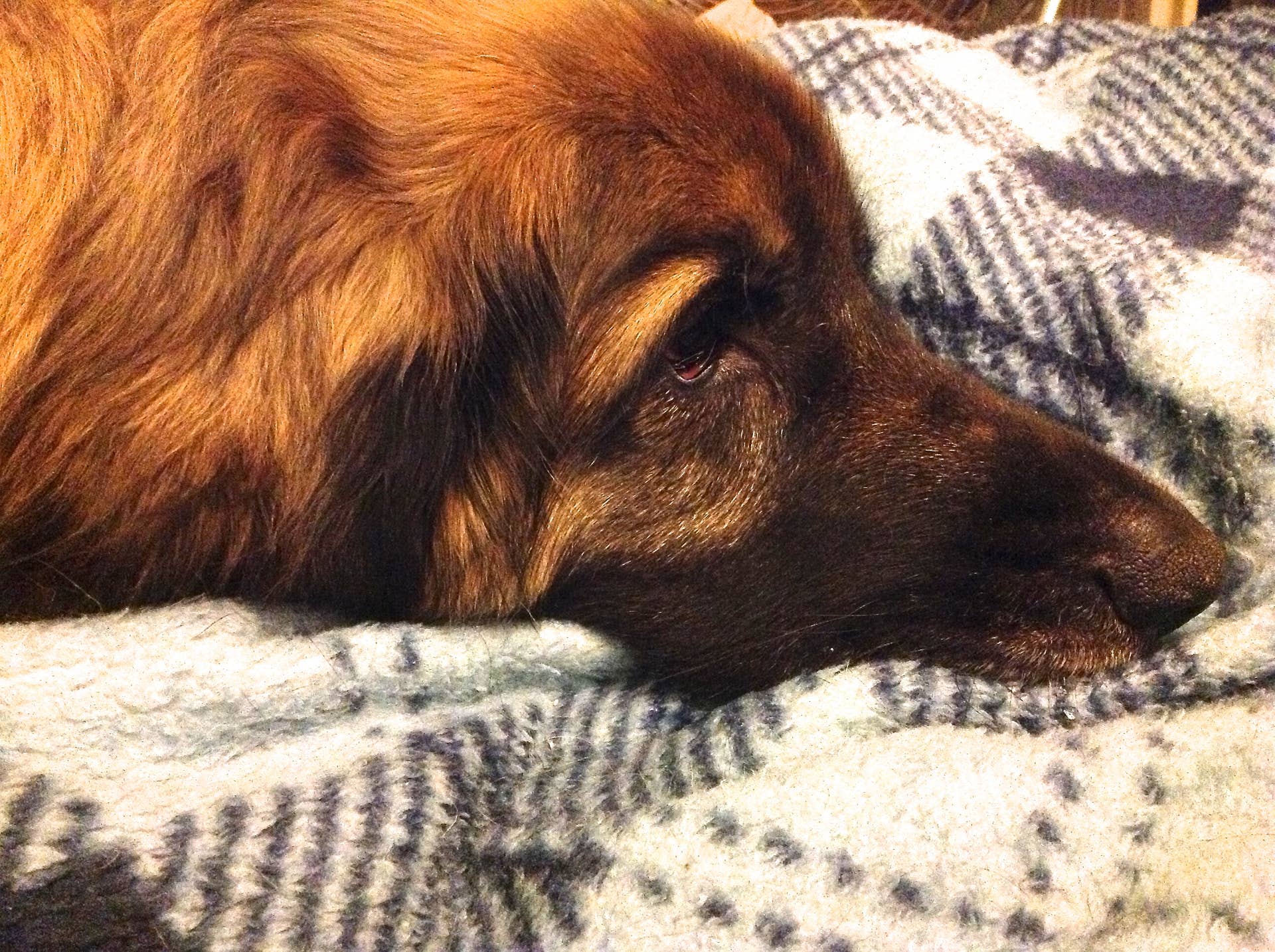 Intestinal Blockage and Abdominal Surgery in Dogs - PetHelpful