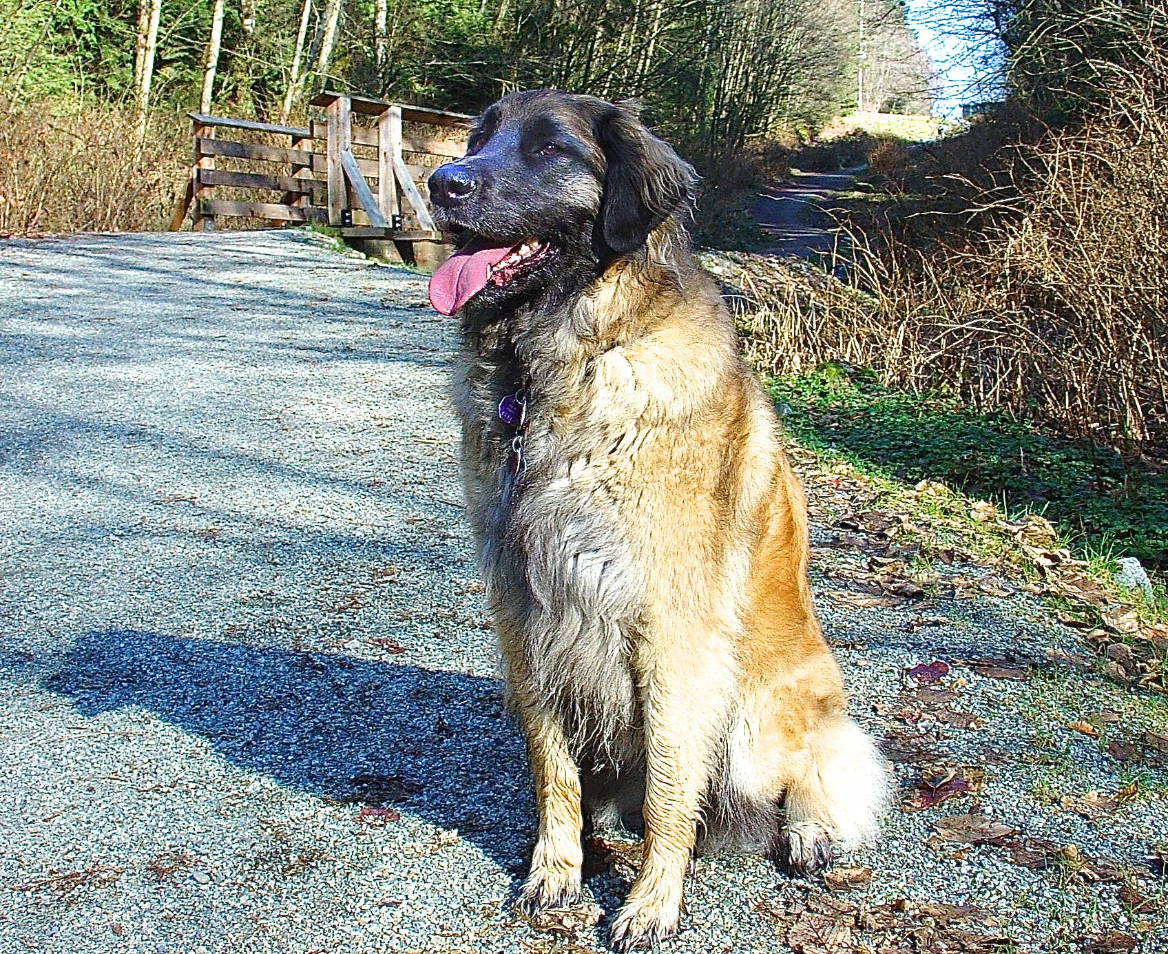 Intestinal Blockage and Abdominal Surgery in Dogs