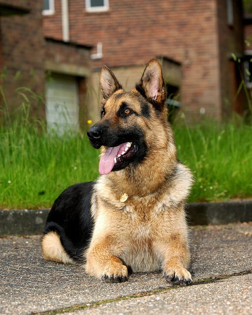 The 5 Best Large German Dog Breeds