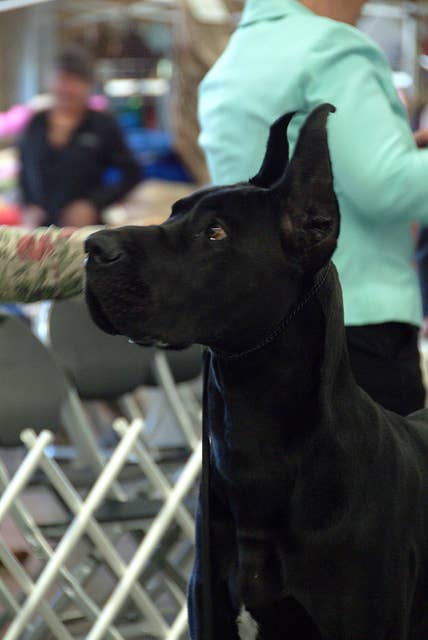 The 5 Best Large German Dog Breeds