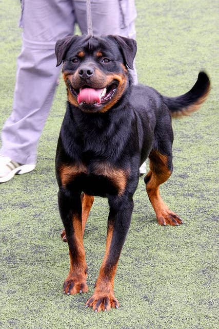 The 5 Best Large German Dog Breeds