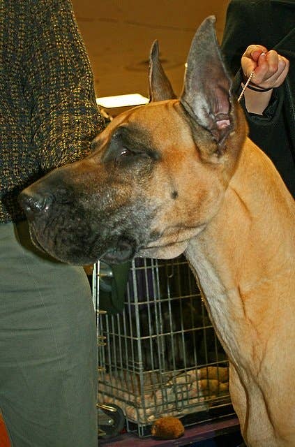 The 5 Best Large German Dog Breeds