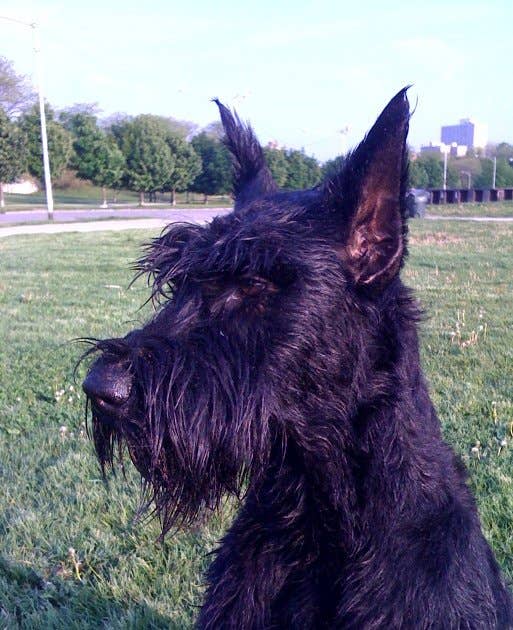 The 5 Best Large German Dog Breeds