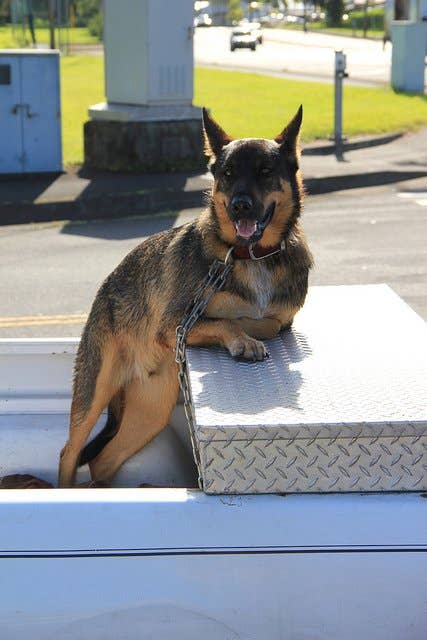 The 5 Best Large German Dog Breeds