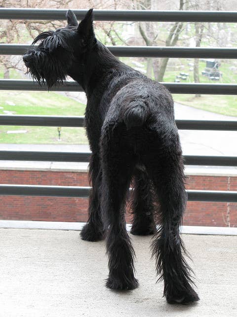 The 5 Best Large German Dog Breeds
