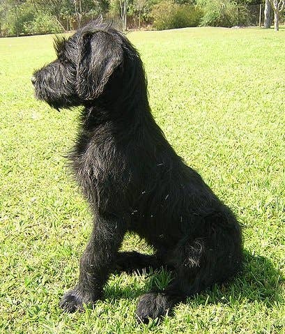 The 5 Best Large German Dog Breeds