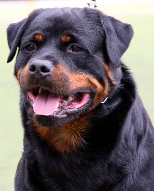 The 5 Best Large German Dog Breeds