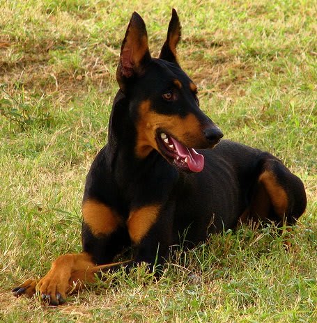 5 Best Personal Protection Dog Breeds - PetHelpful