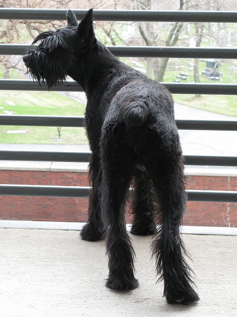 5 Best Personal Protection Dog Breeds - PetHelpful