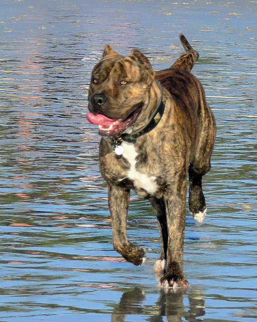 5 Best Personal Protection Dog Breeds - PetHelpful