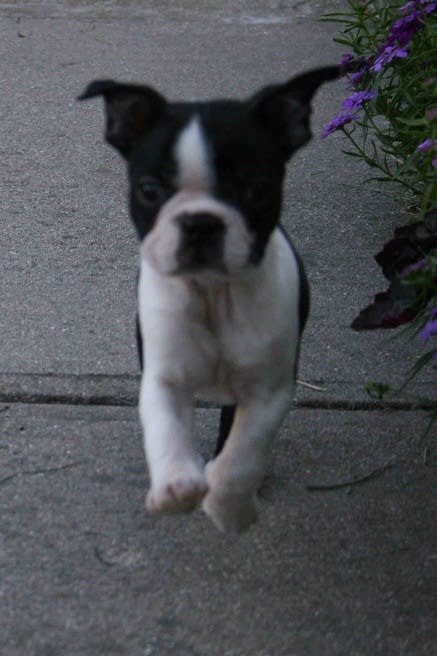 5 Best Small Watchdog Breeds