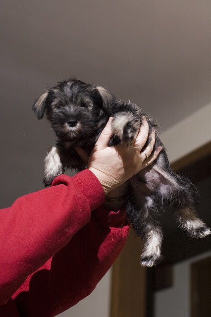 5 Best Small Watchdog Breeds