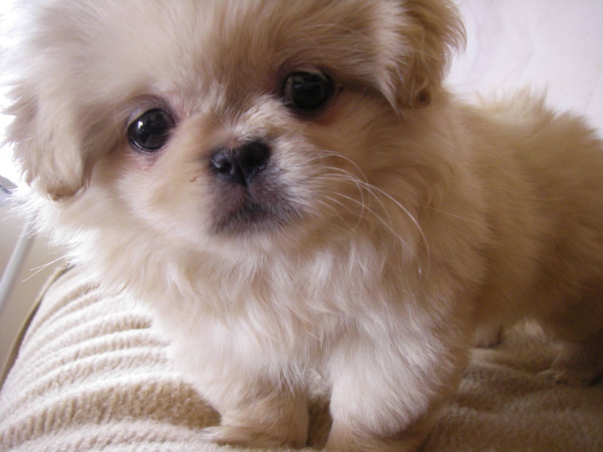 The 5 Most Popular Dog Breeds in China
