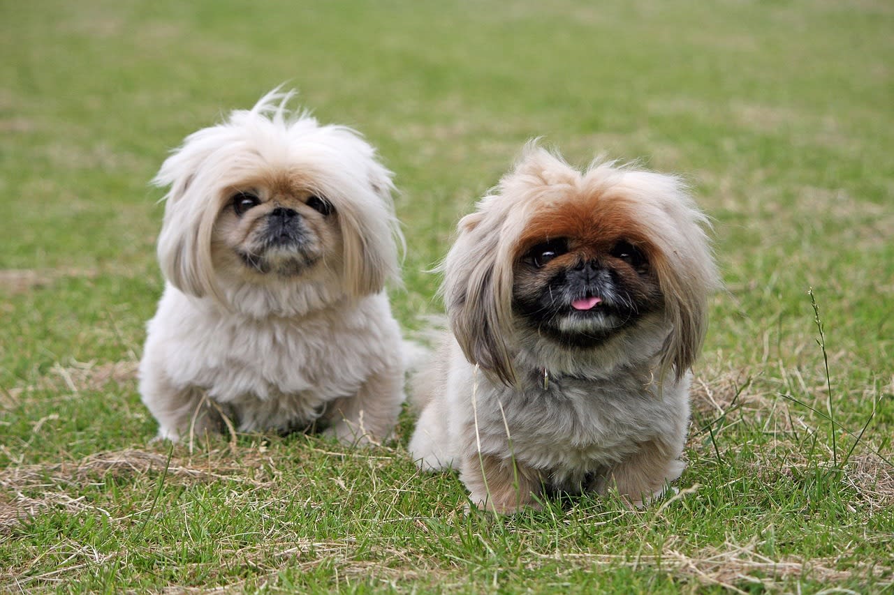The 5 Most Popular Dog Breeds in China