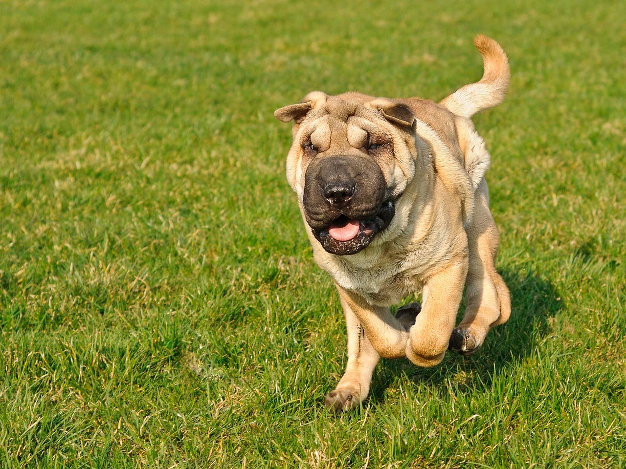 The 5 Most Popular Dog Breeds in China