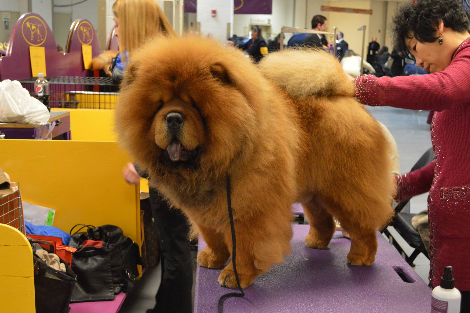 The 5 Most Popular Dog Breeds in China - PetHelpful