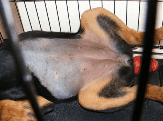 How to Tell if Your Female Dog Has Been Spayed or Fixed - PetHelpful