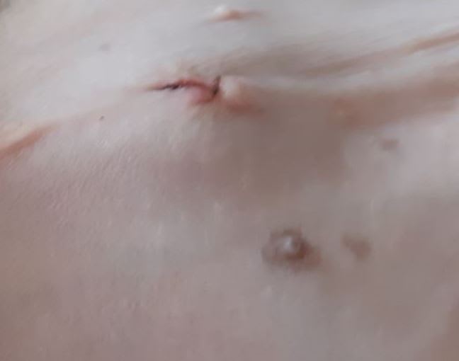 How to Tell if Your Female Dog Has Been Spayed or Fixed - PetHelpful