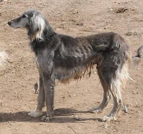 Strongest Dog In The World Russian