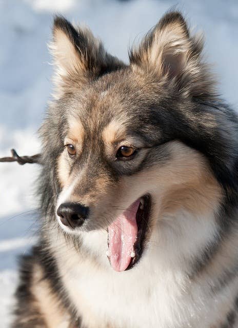 Strongest Dog In The World Russian
