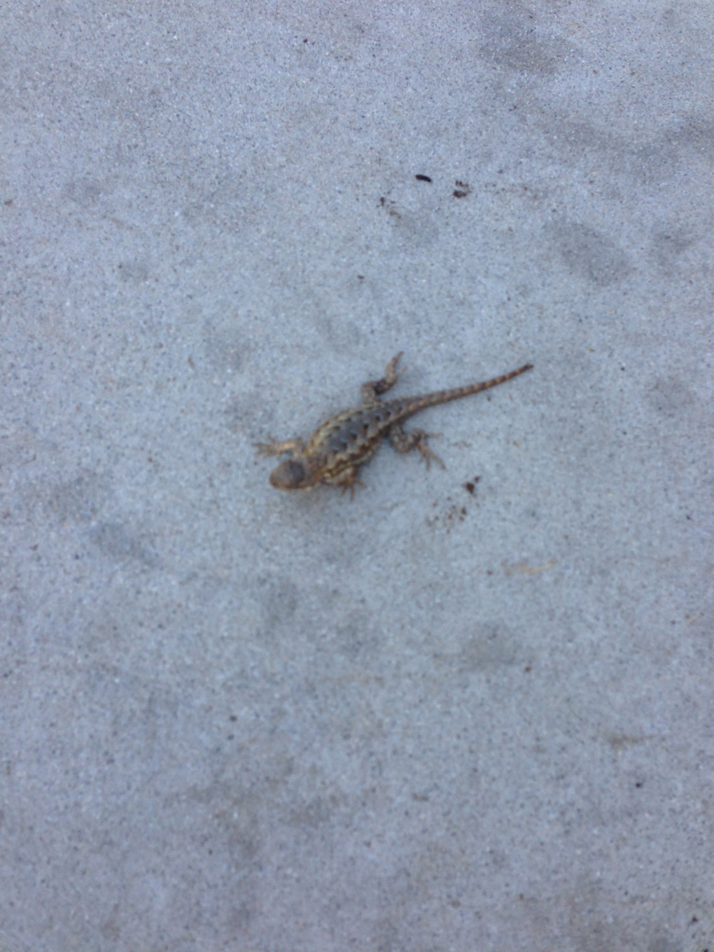 The Best Way to Catch a Blue-Belly Lizard (or Western Fence Lizard)