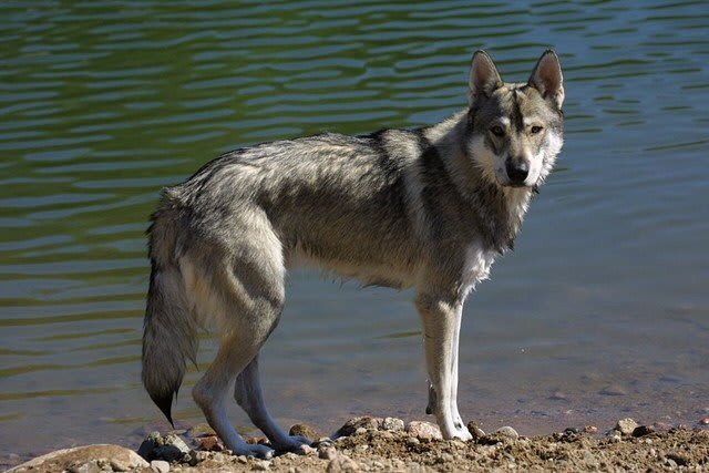 Wolf And Rare Dog Breeds