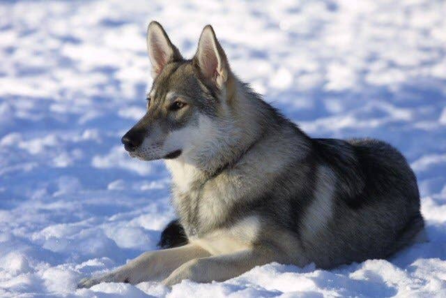 Top 7 Dog Breeds That Look Like Wolves - PetHelpful