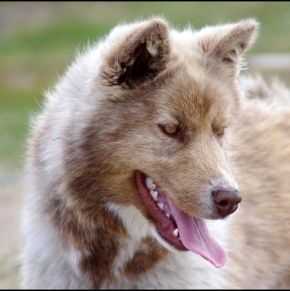 Wolf And Rare Dog Breeds