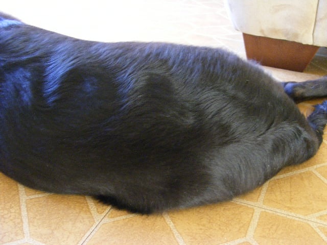 Puppy Stages: 16-Week-Old Puppy Behavior and Development