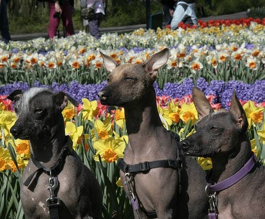 5 Great Dog Breeds From Latin America