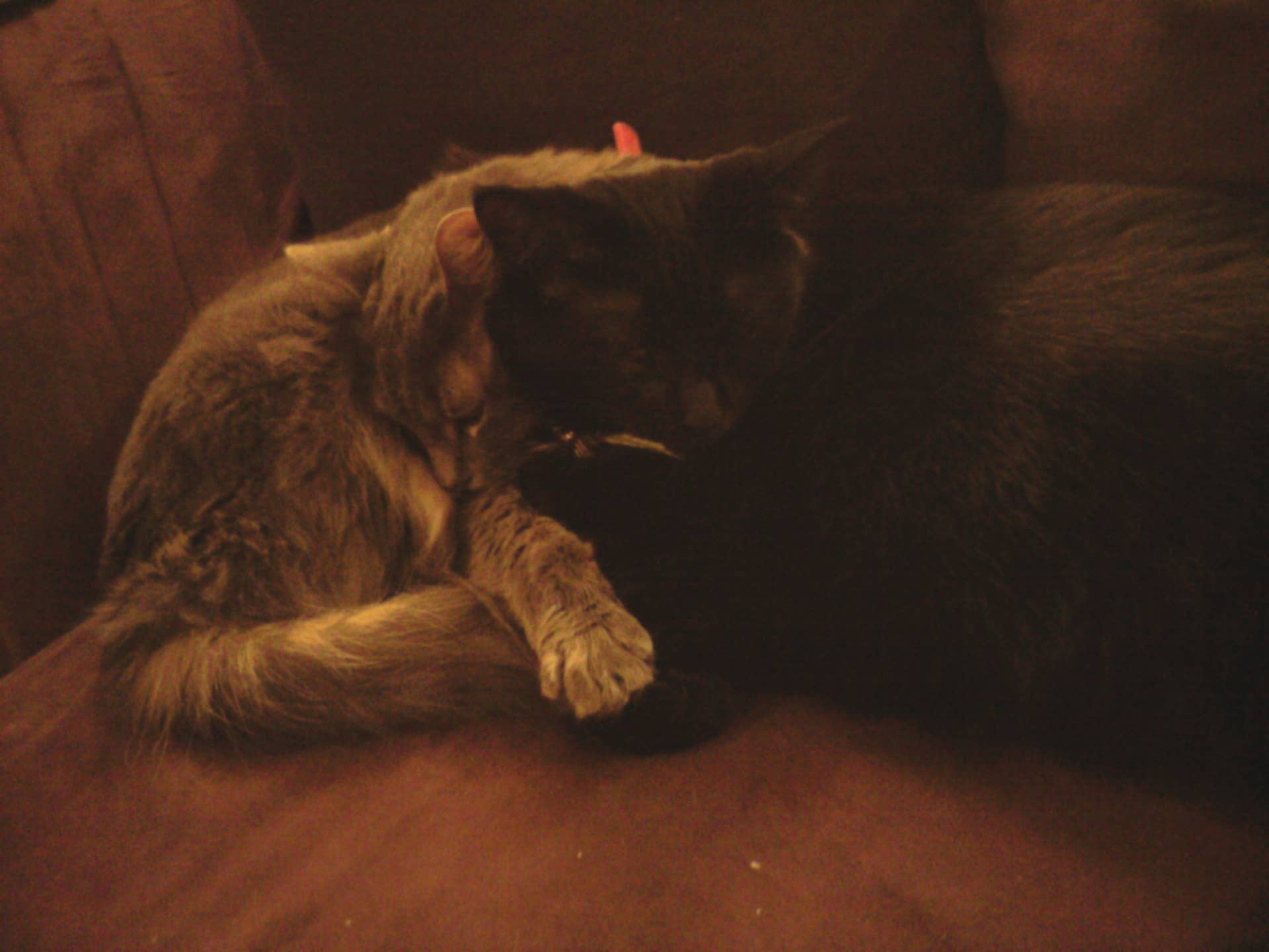 Can Cats Be Jealous? How to Identify Jealous Behavior in Cats