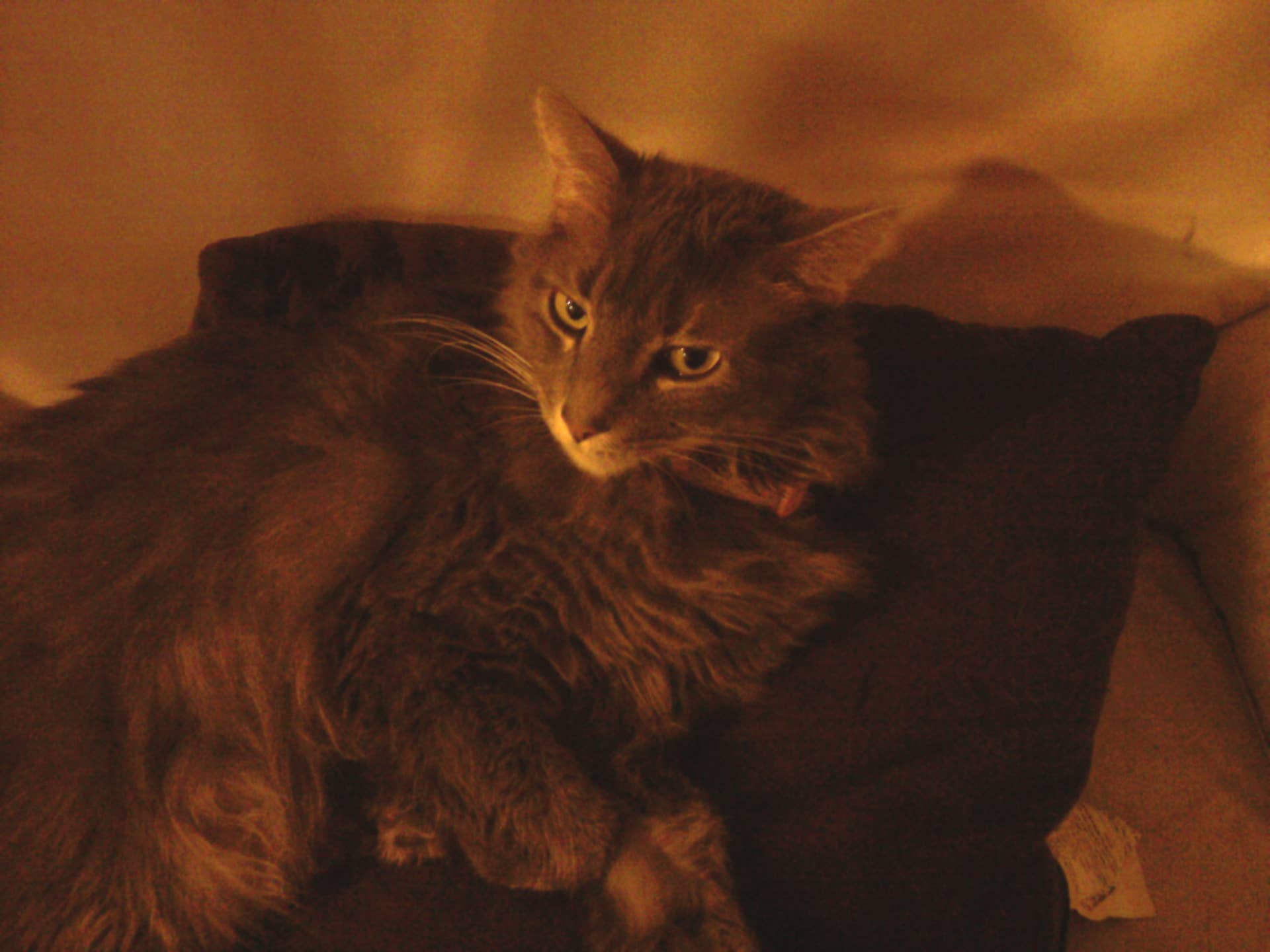 Can Cats Be Jealous? How to Identify Jealous Behavior in Cats