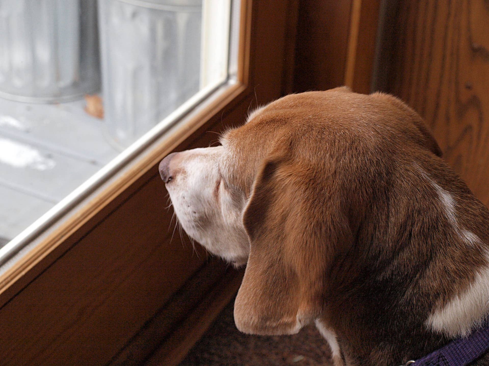 Pet Euthanasia vs. Natural Death - PetHelpful